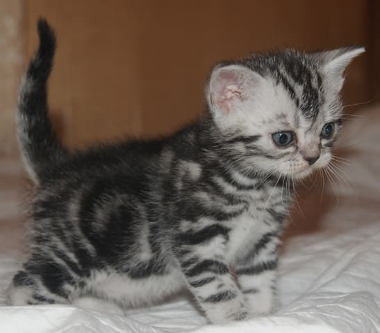 Available Kittens | INVERNESS CATTERY