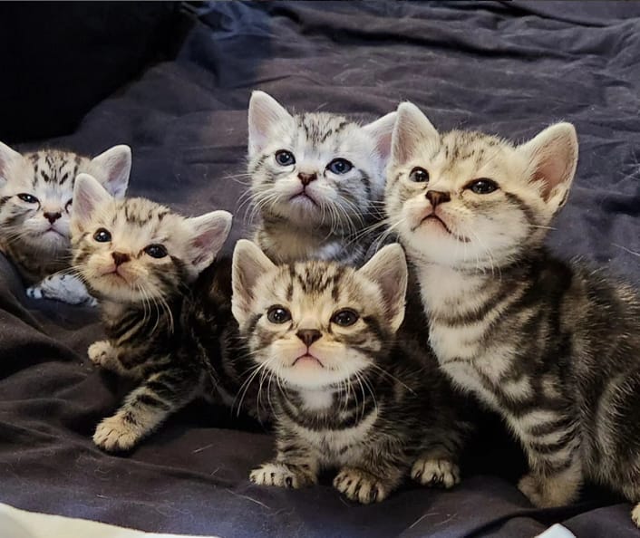 For New Owners | INVERNESS CATTERY