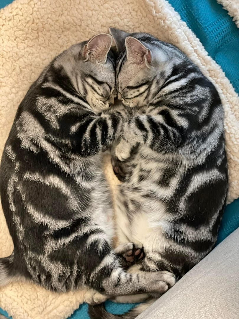 Our Policies | INVERNESS CATTERY